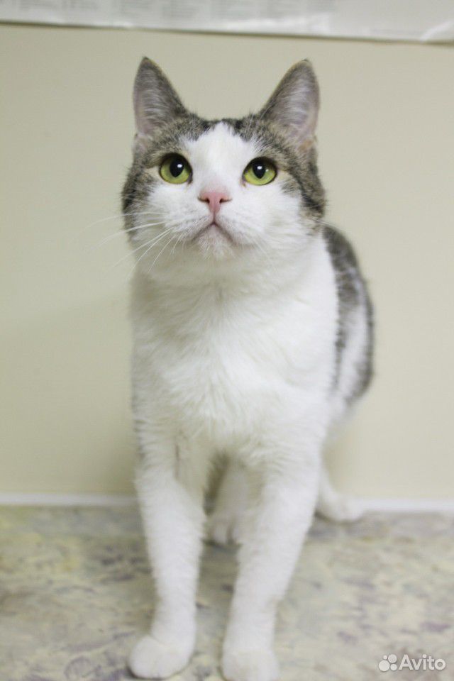 Котик Банди - харизматичный красавчик