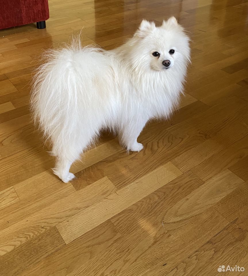 Шпиц приглашает девочек на вязку