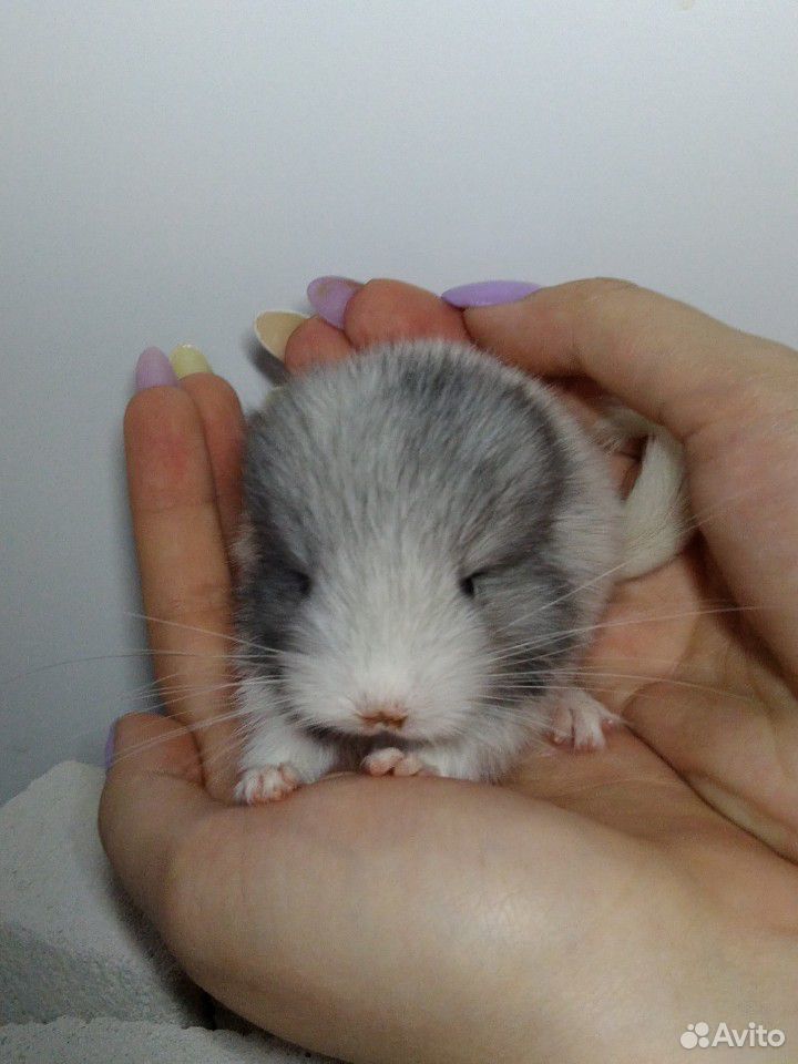 Малыши шиншиллы резерв