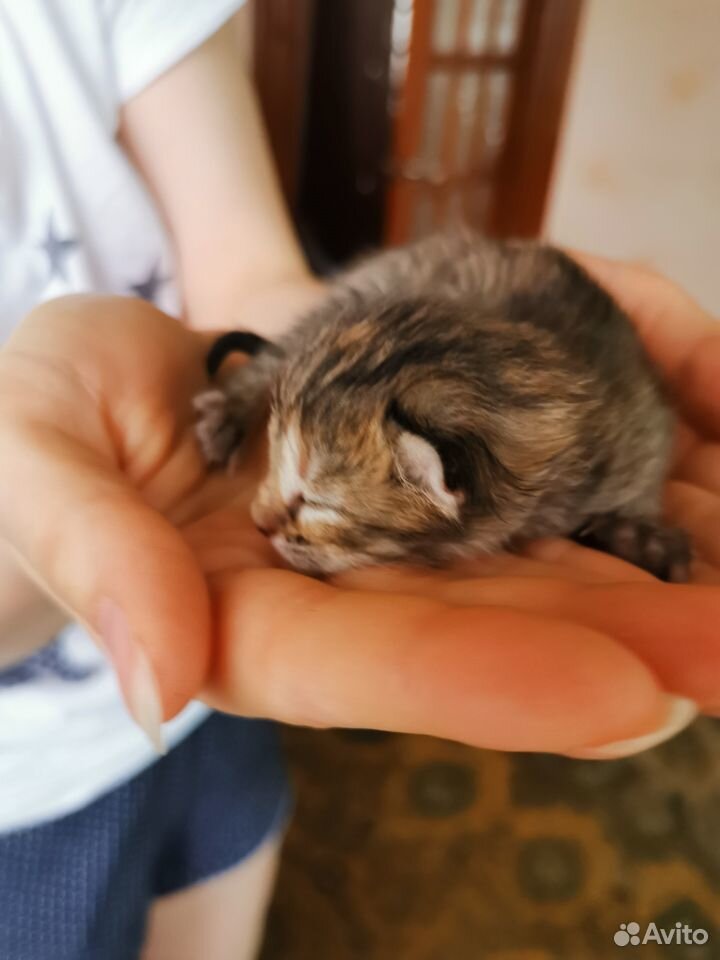 Кошечка-полосаточка