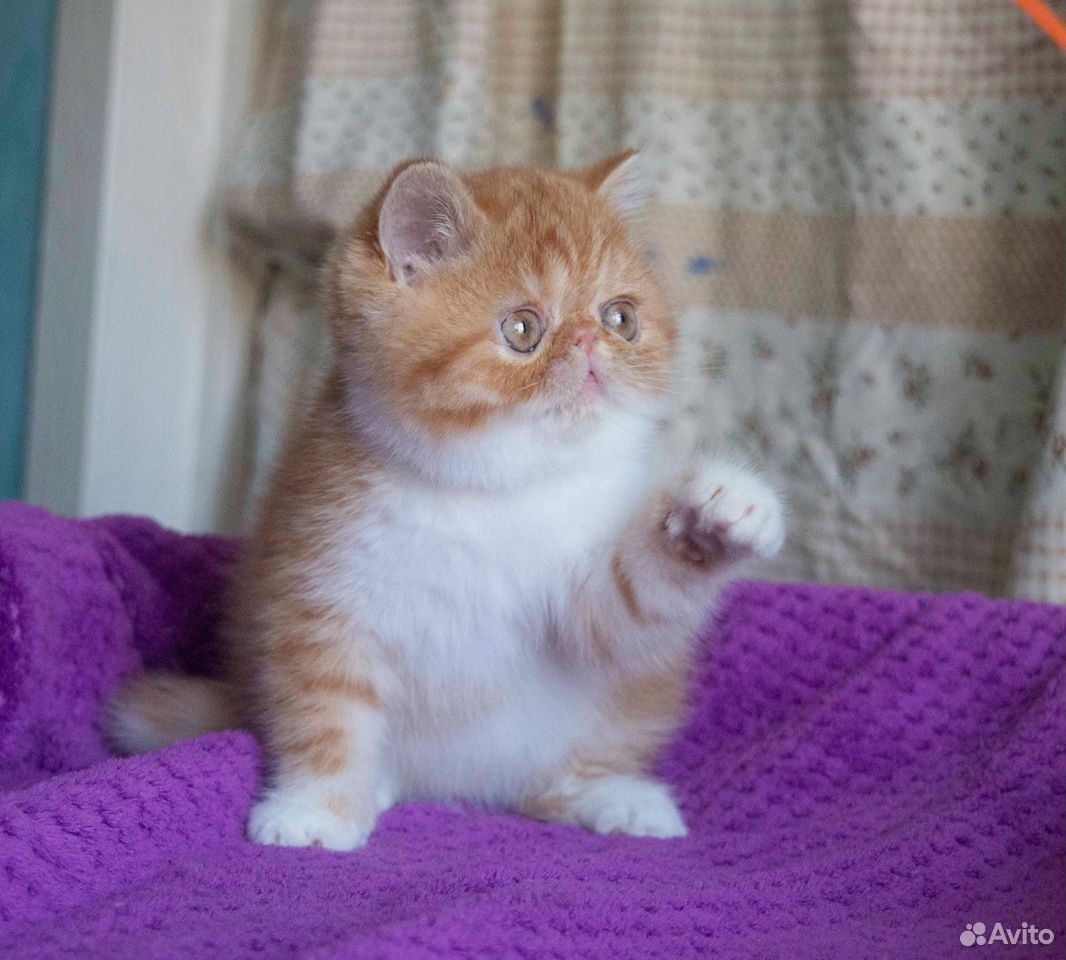 Экзотическая девочка