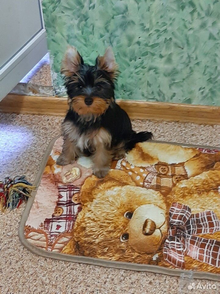 Милашки - йорики