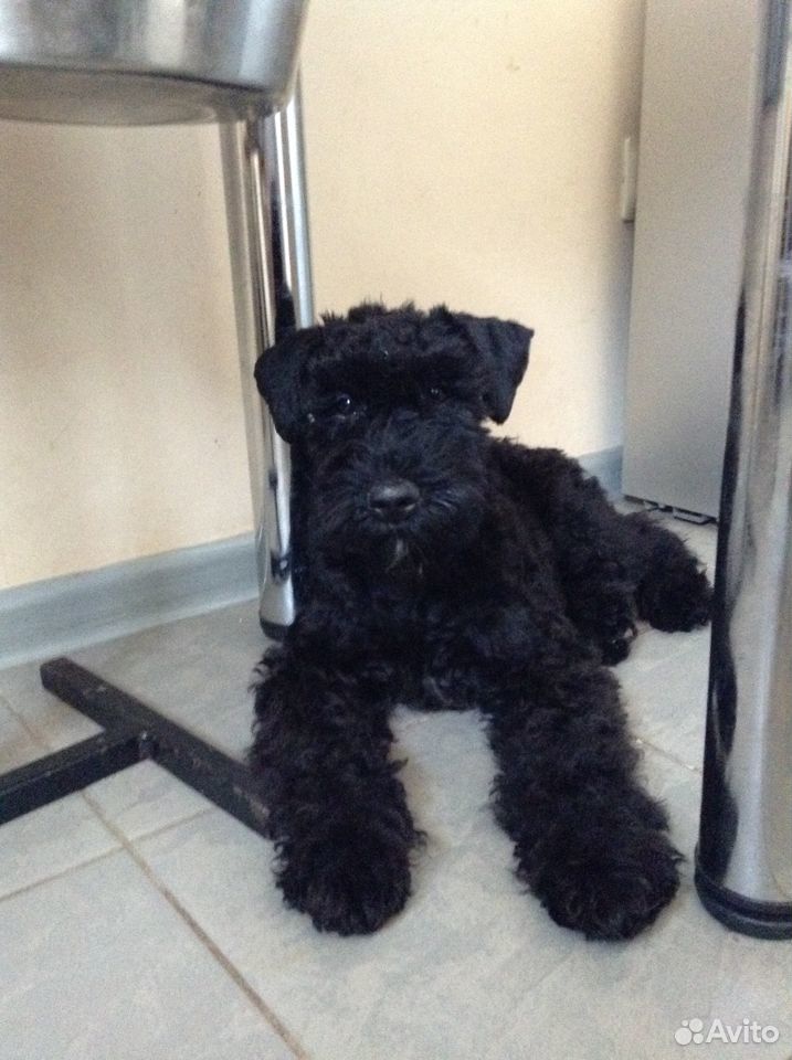 Продаются щенки Керри-блю-терьера