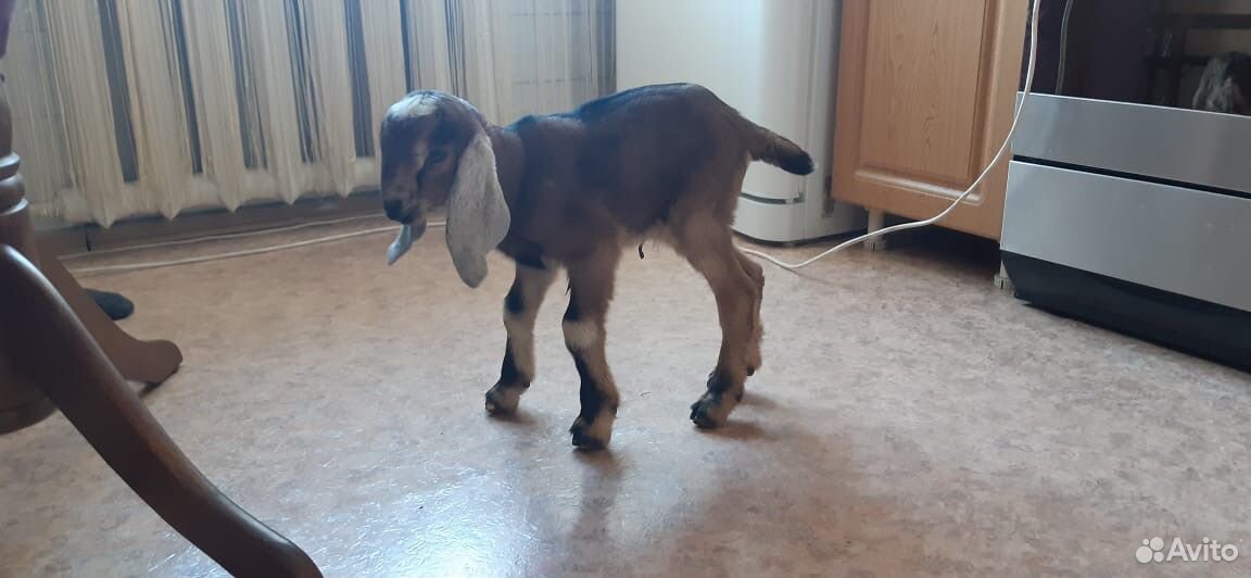 Чистокровный нубиец