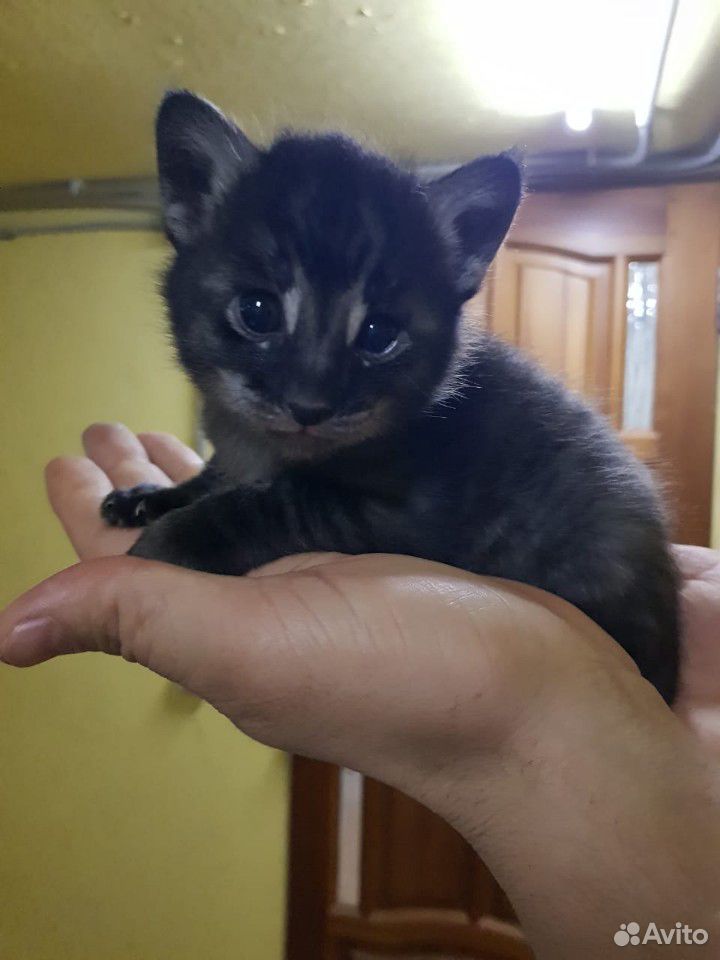 Кошка Чаузи 75