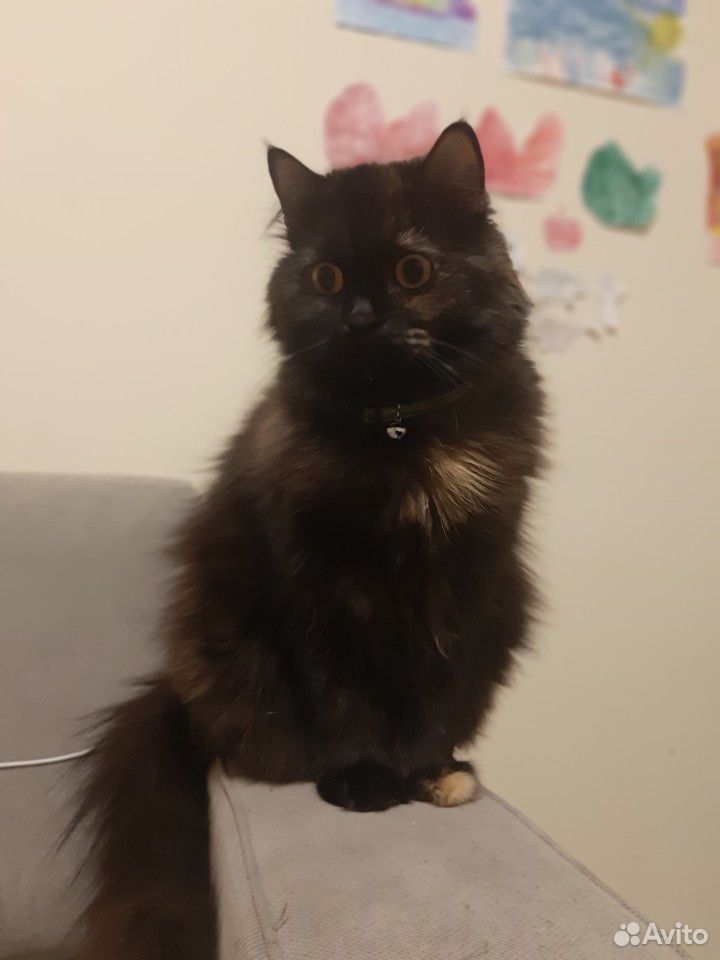 Кошка Совушка