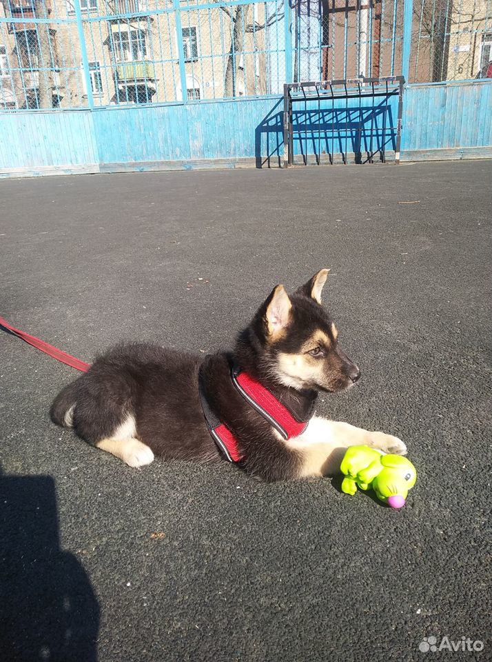 Веселая Фрея