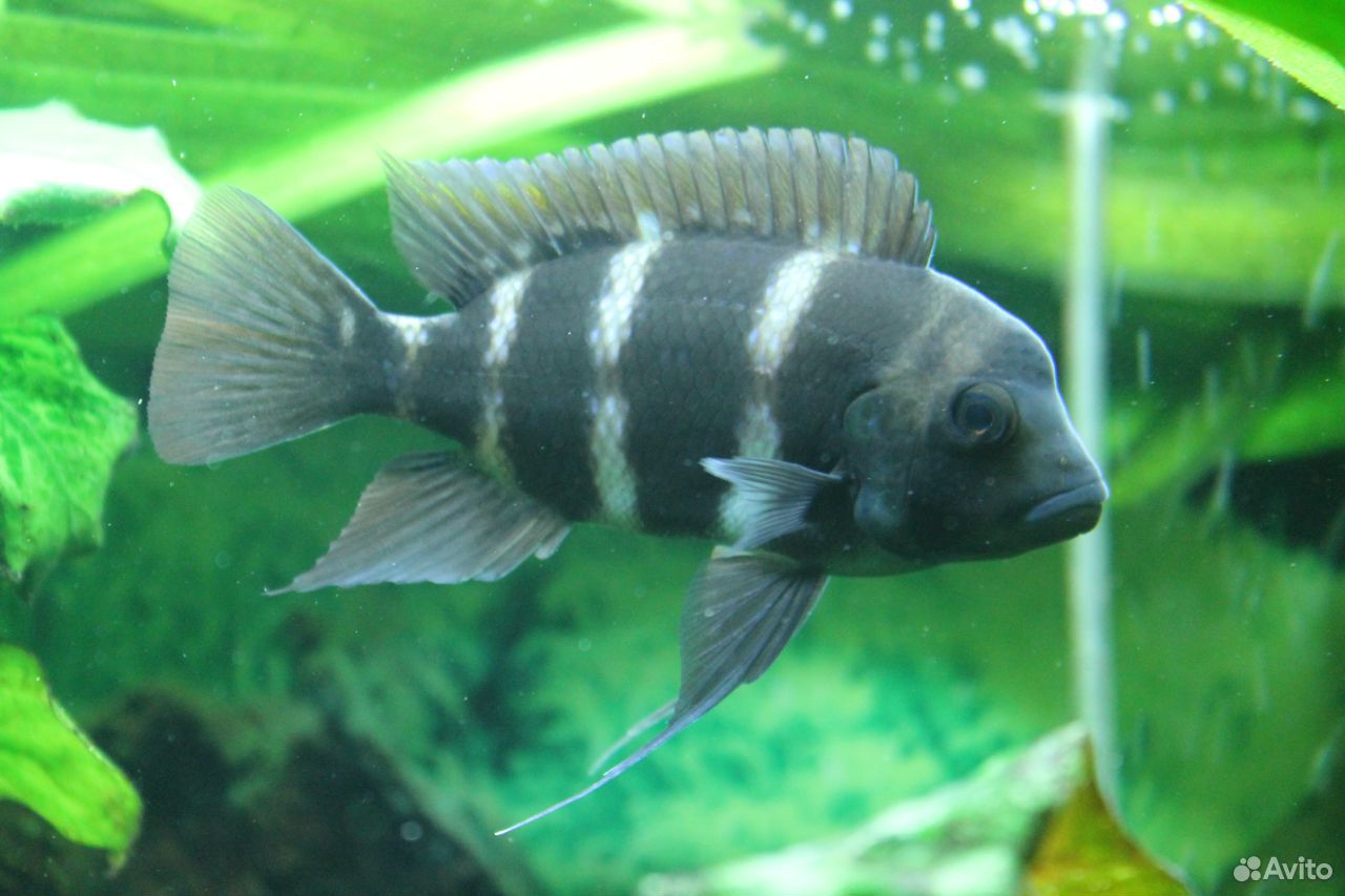 Фронтоза Бурунди