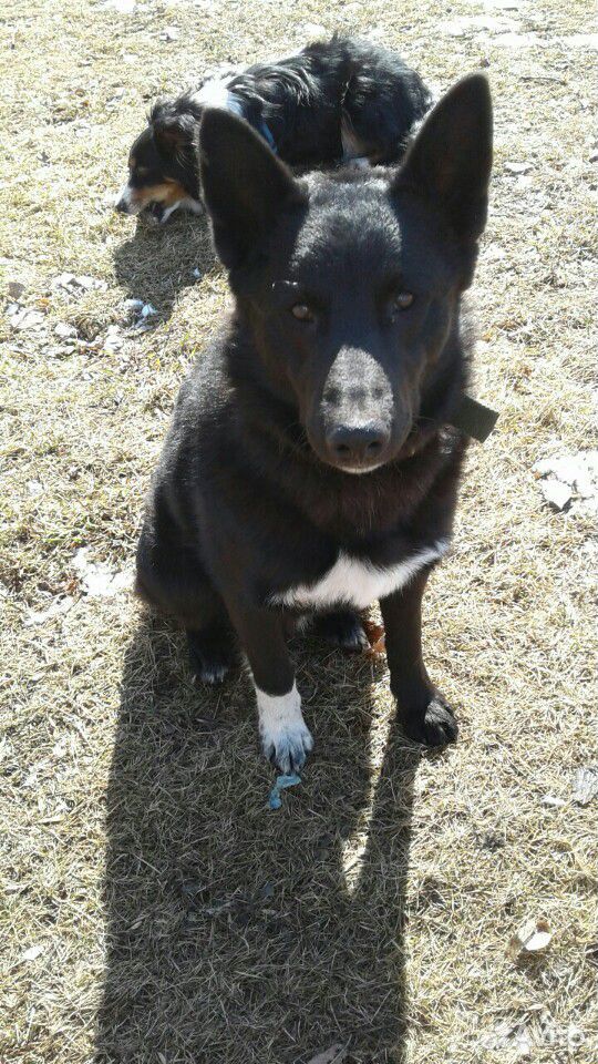 Наш великолепный Джаспер