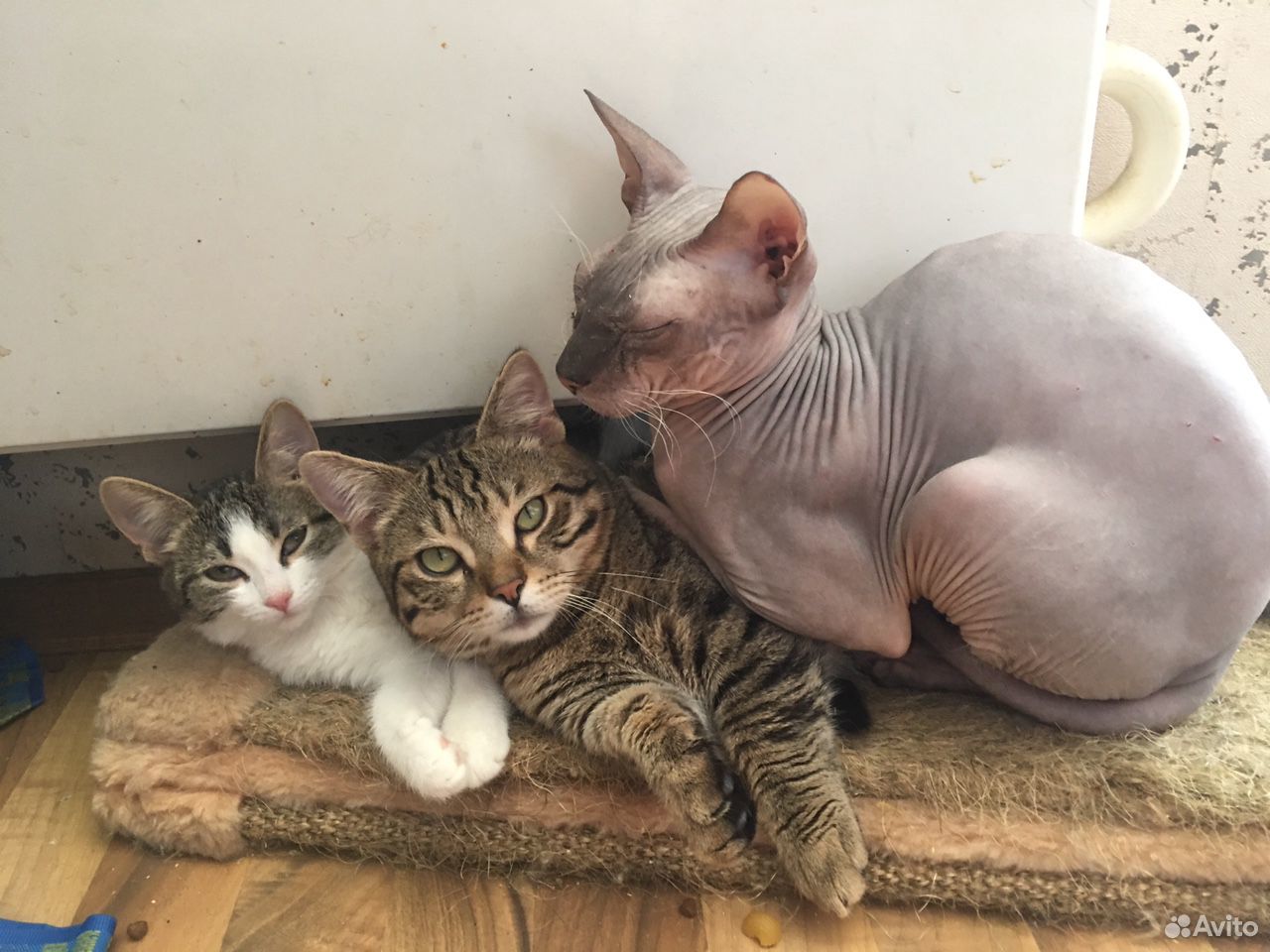 Котёнок 3 мес