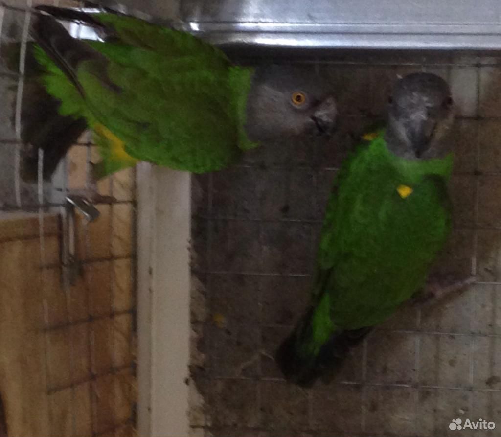 Попугай синегальский пара