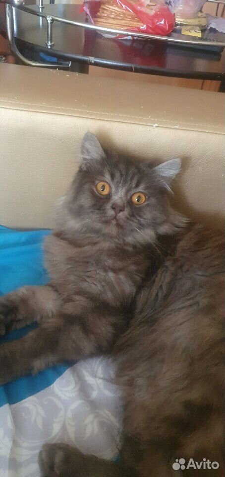 Котик