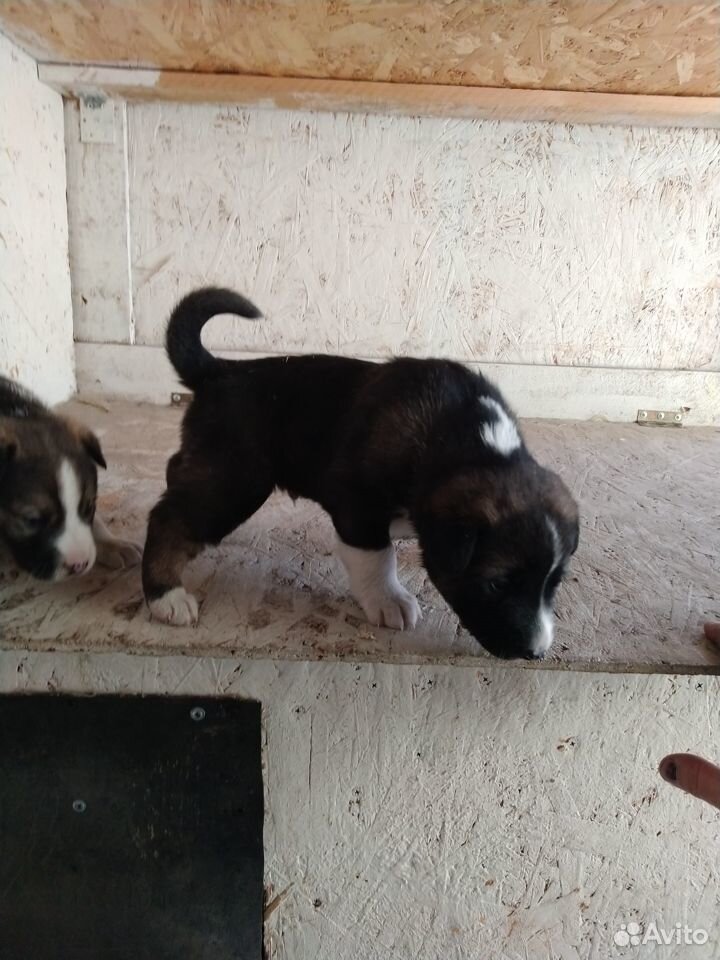 Щенки зс Лайки