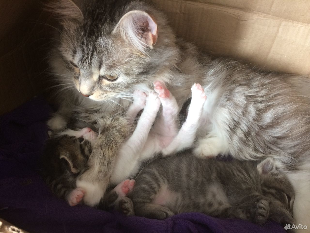 Три кота, три хвоста - красивые ласковые котики