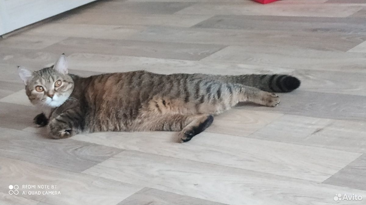 Кошка