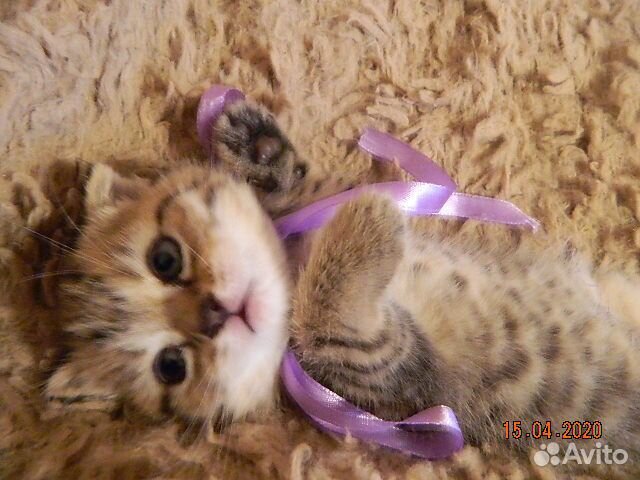 Котята-медвежата