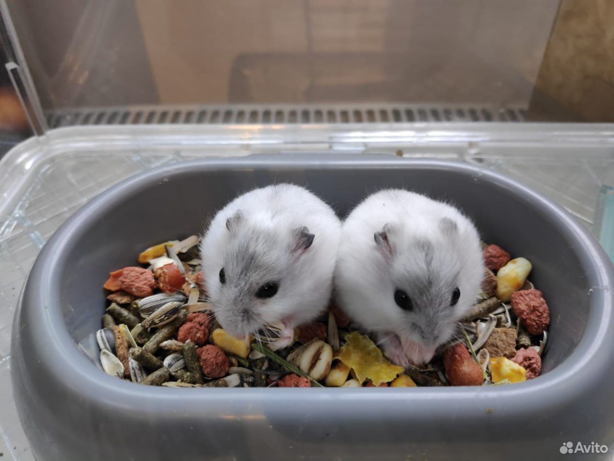 Джунгарский хомяк(самка)