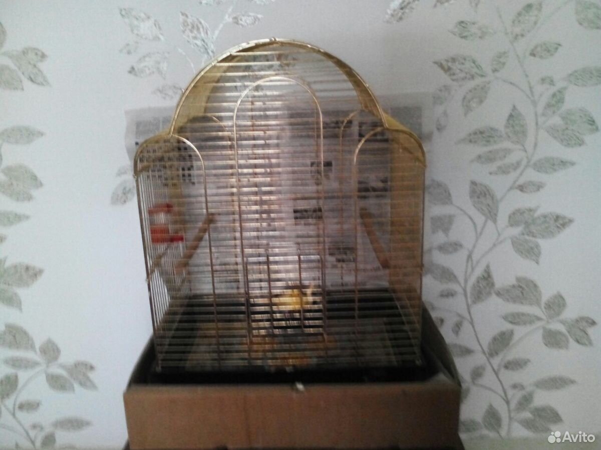 Продаю канареек с клеткой