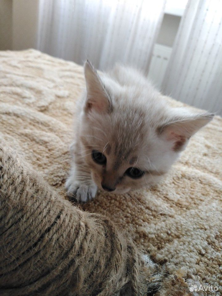 Бенгалы