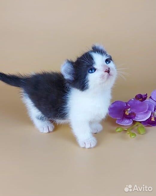 Кинкалоу котята