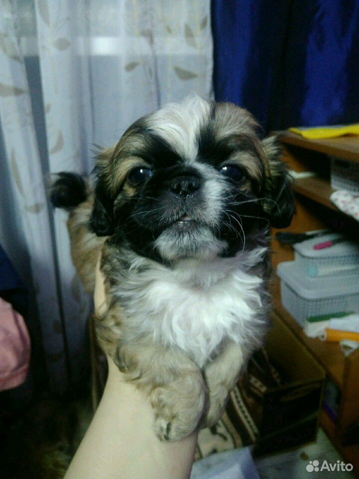 Щеночки пекинеса