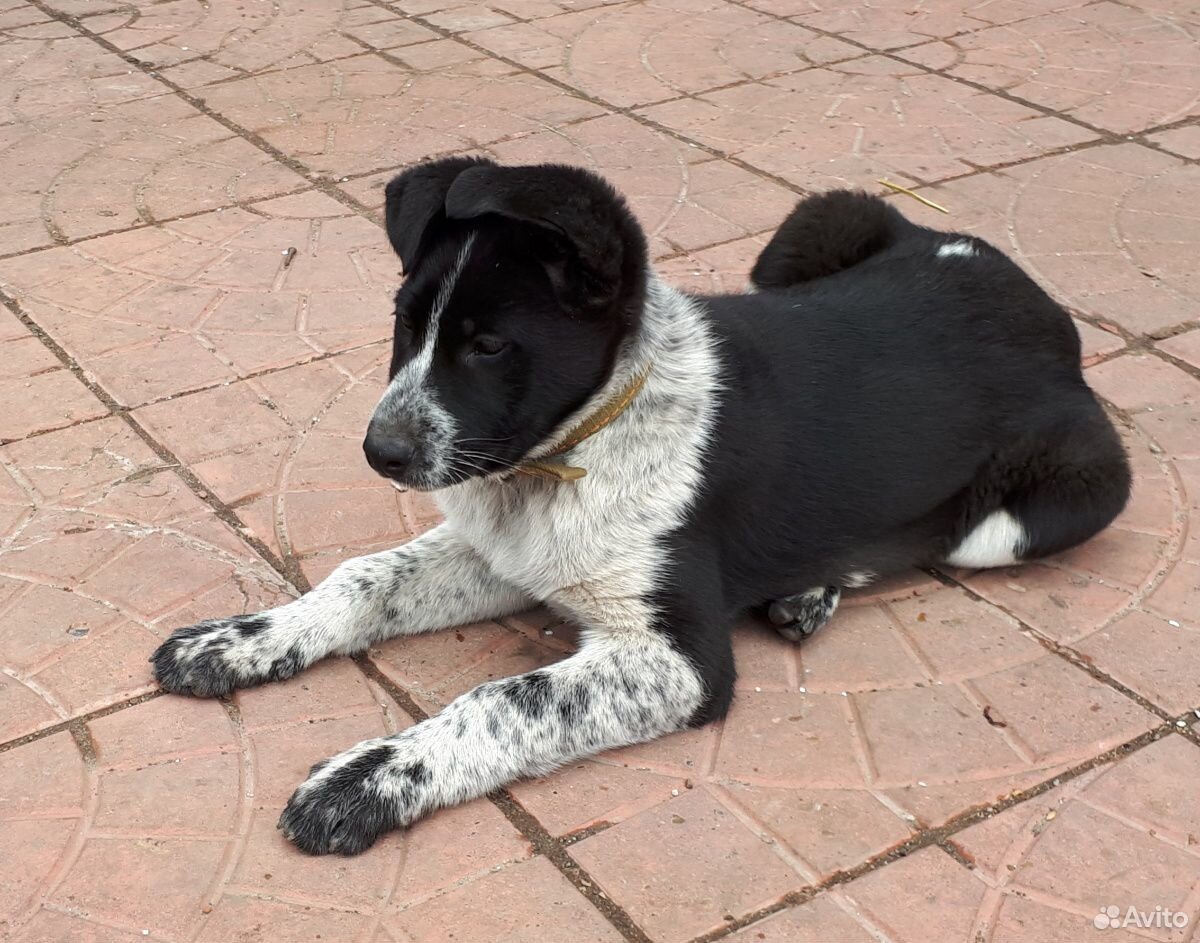 Щенок на охрану