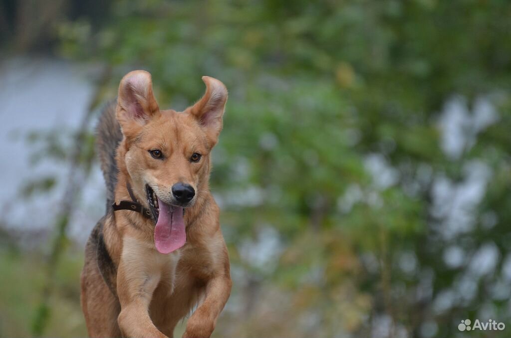 Элвис ищет дом