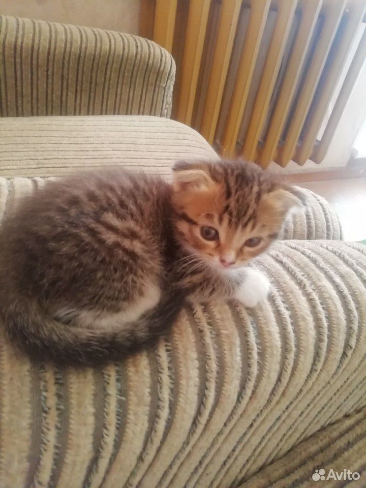 Отдам даром котяток