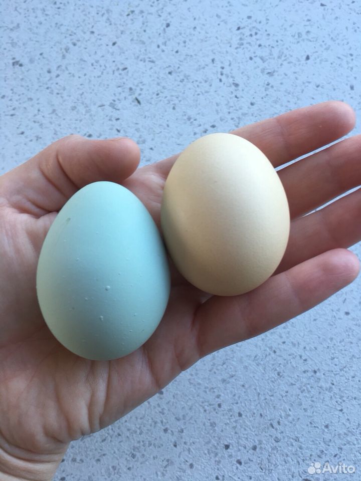 Циплята курица