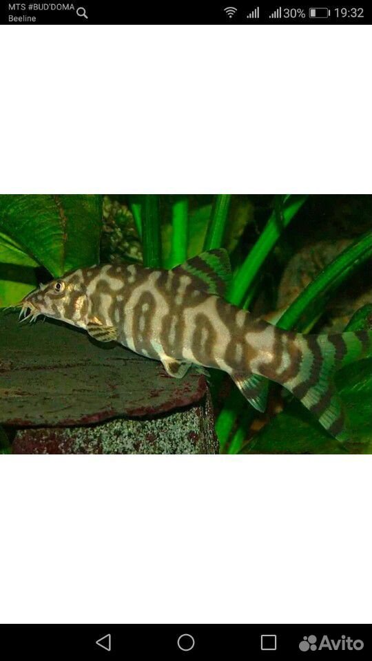 Боция. мраморная