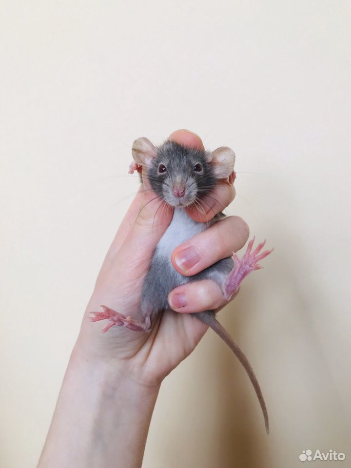 Крыса, крысенок дамбо Девил. Devil Red