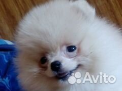 Девочка белая Снежка