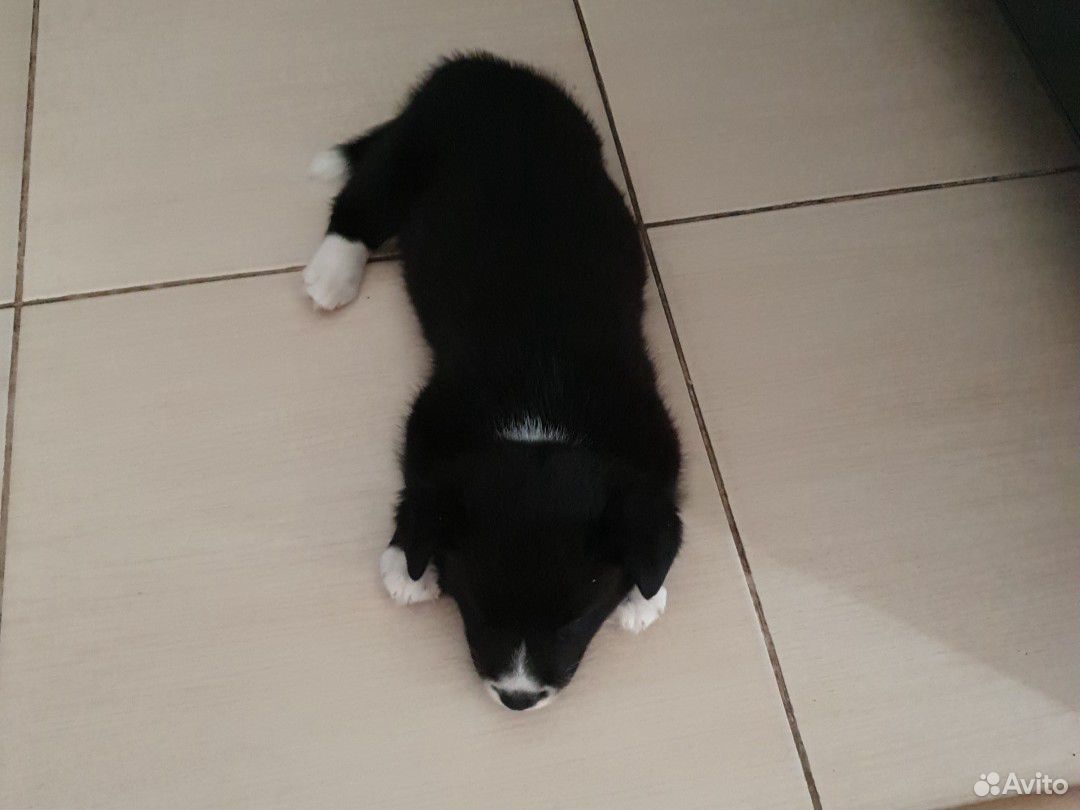 Щенок вельш-корги кардиган, девочка, возраст 1,5 м