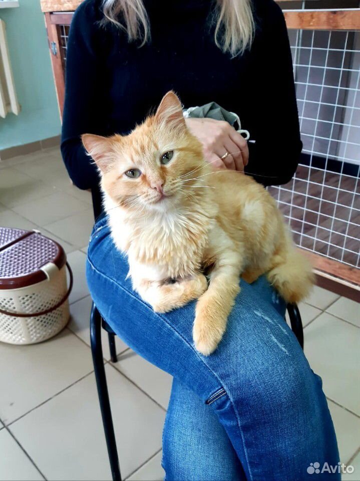 Котик в добрые руки