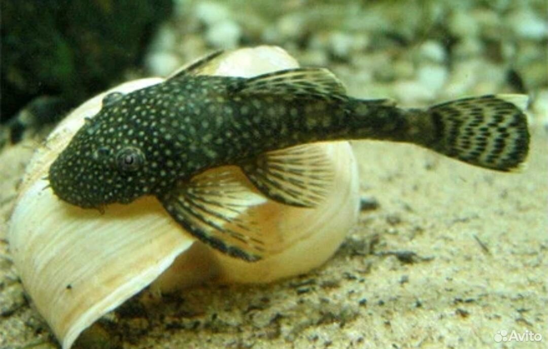 Сомик-анциструс