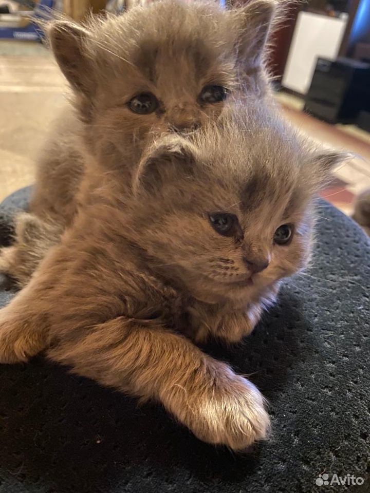 Британчики