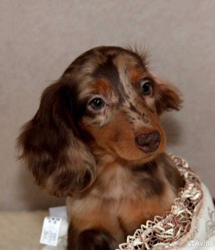 Кроличья кофе/мраморная девочка