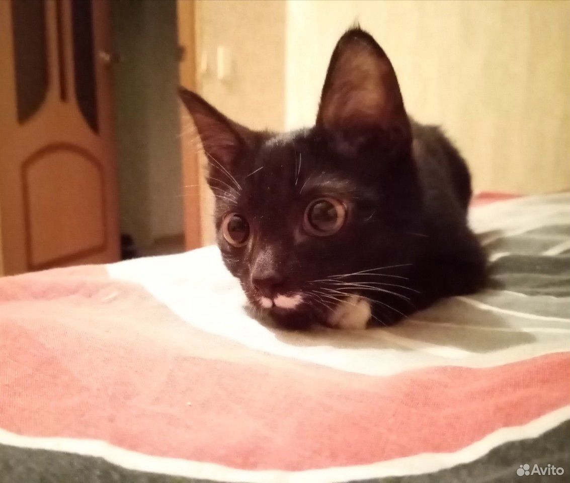 Котенок