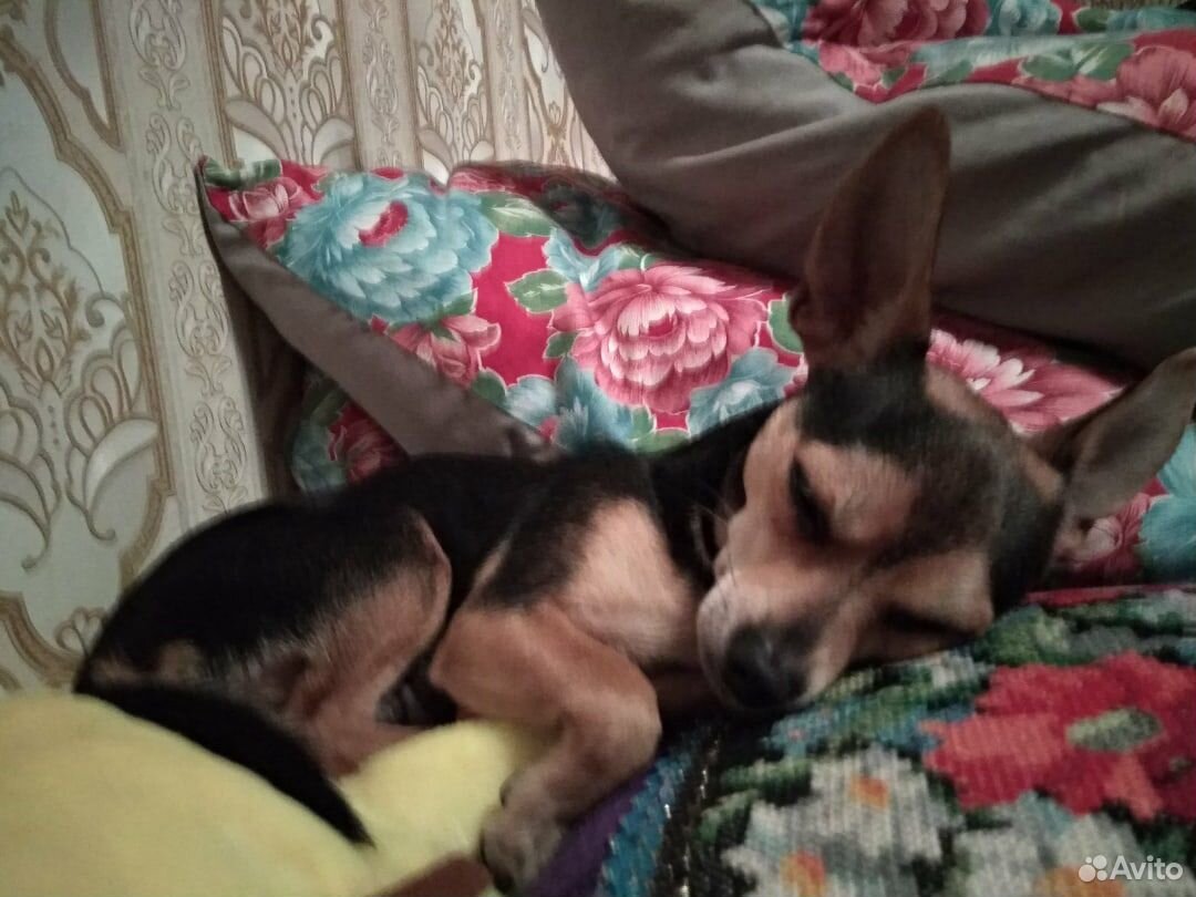 Чихуахуа вязка