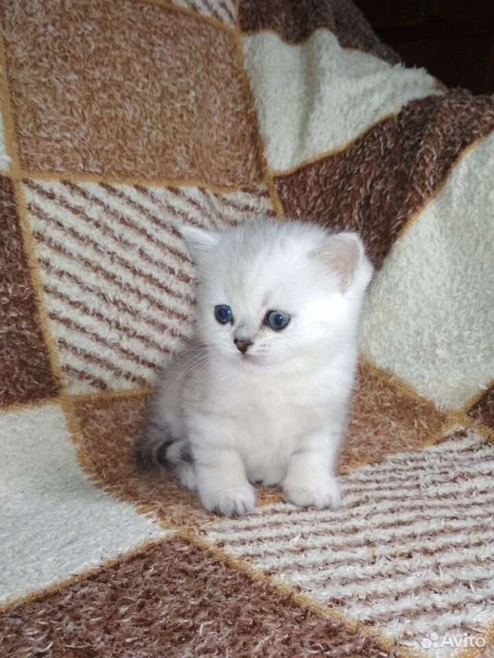 Котёночек