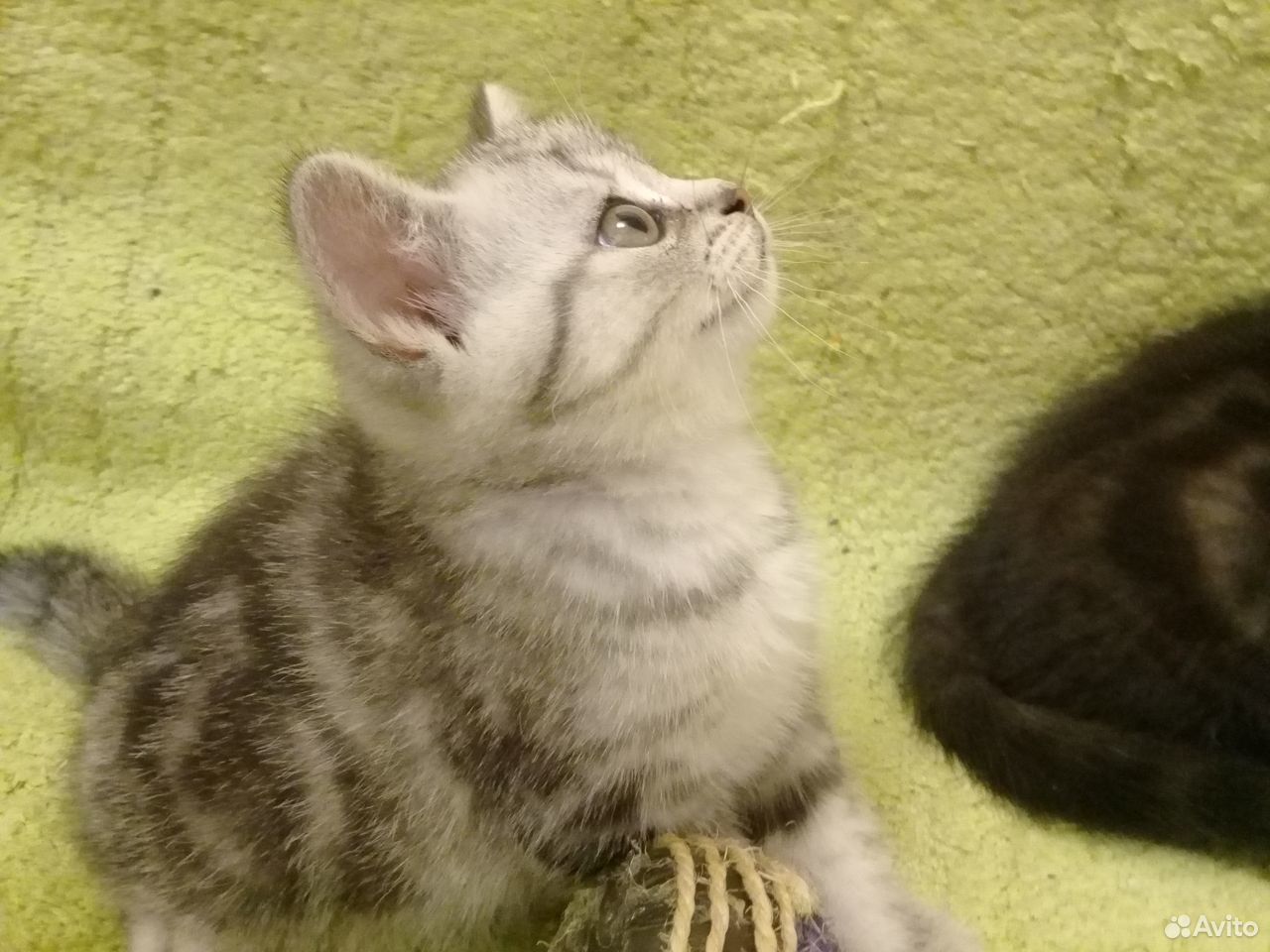 Котята британцы