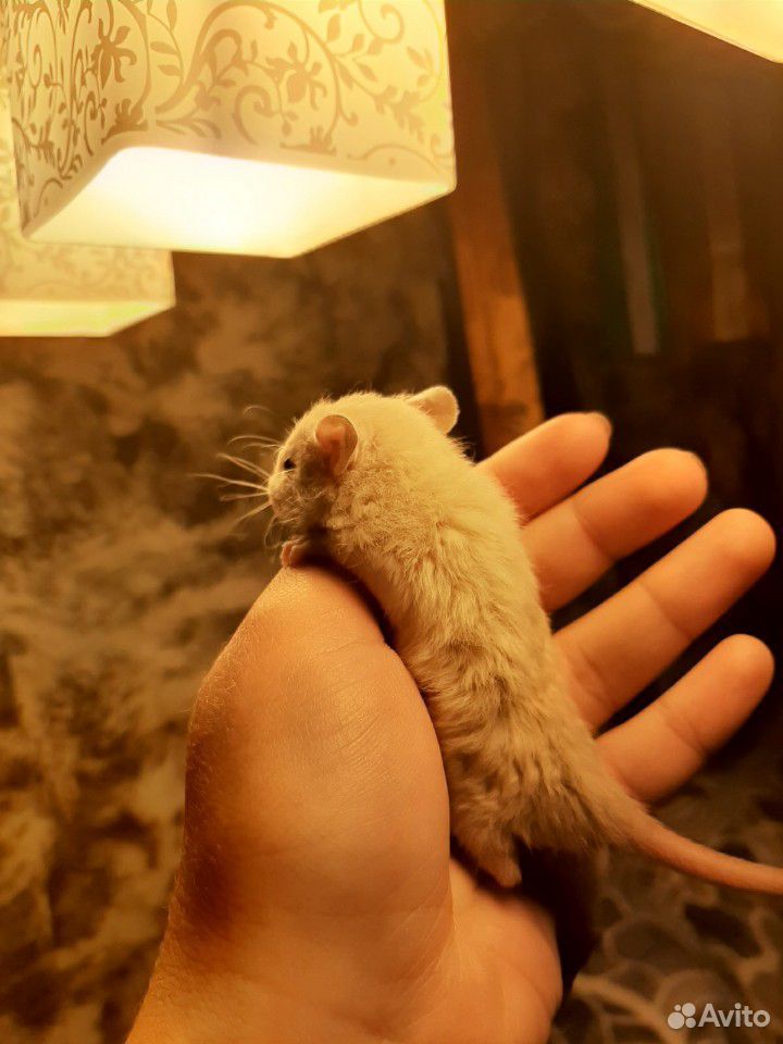 Крысята корниш-Рекс