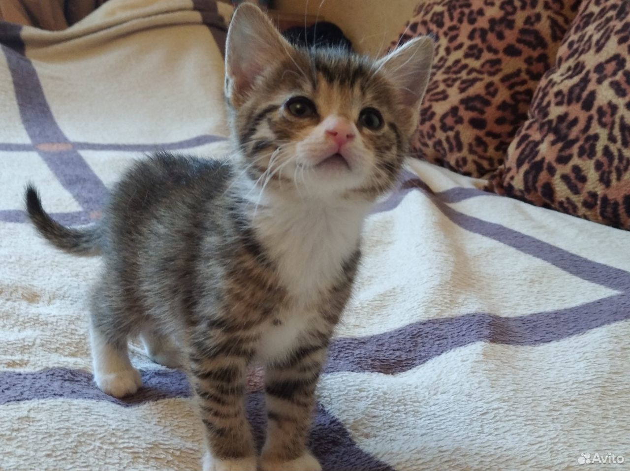 Котенок в добрые руки