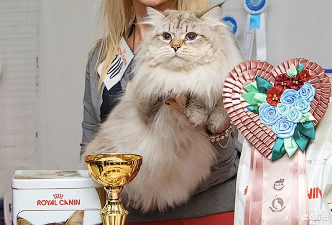 Невский Маскарадный потрясающий кот