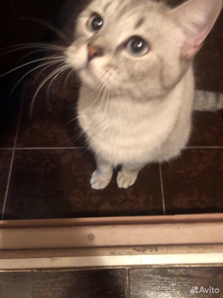 Кошка невская маскарадная в добрые руки