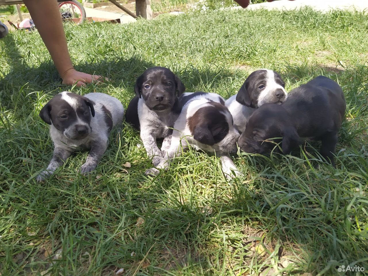 Маленькие щенята спаниеля