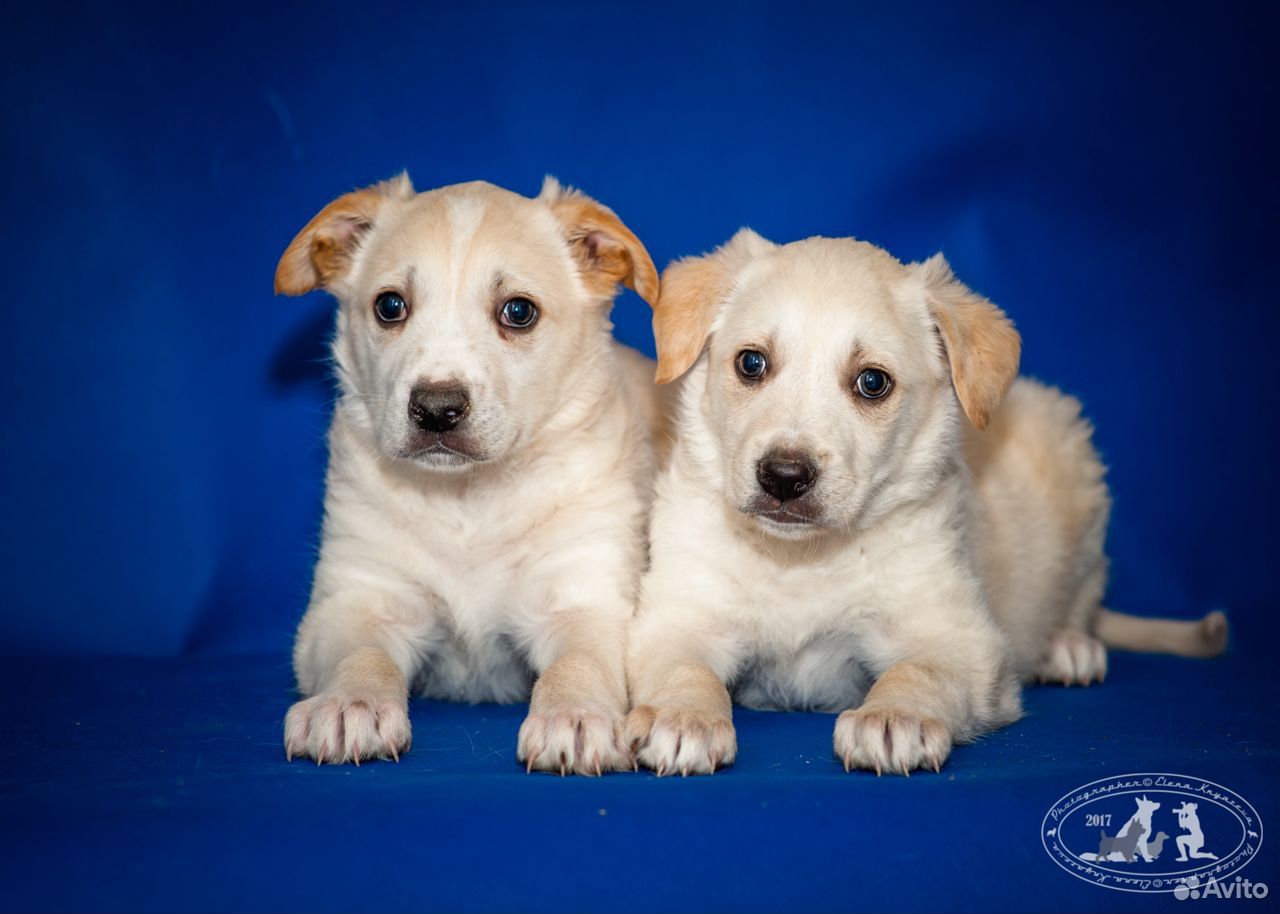 Отдам красивых щенков