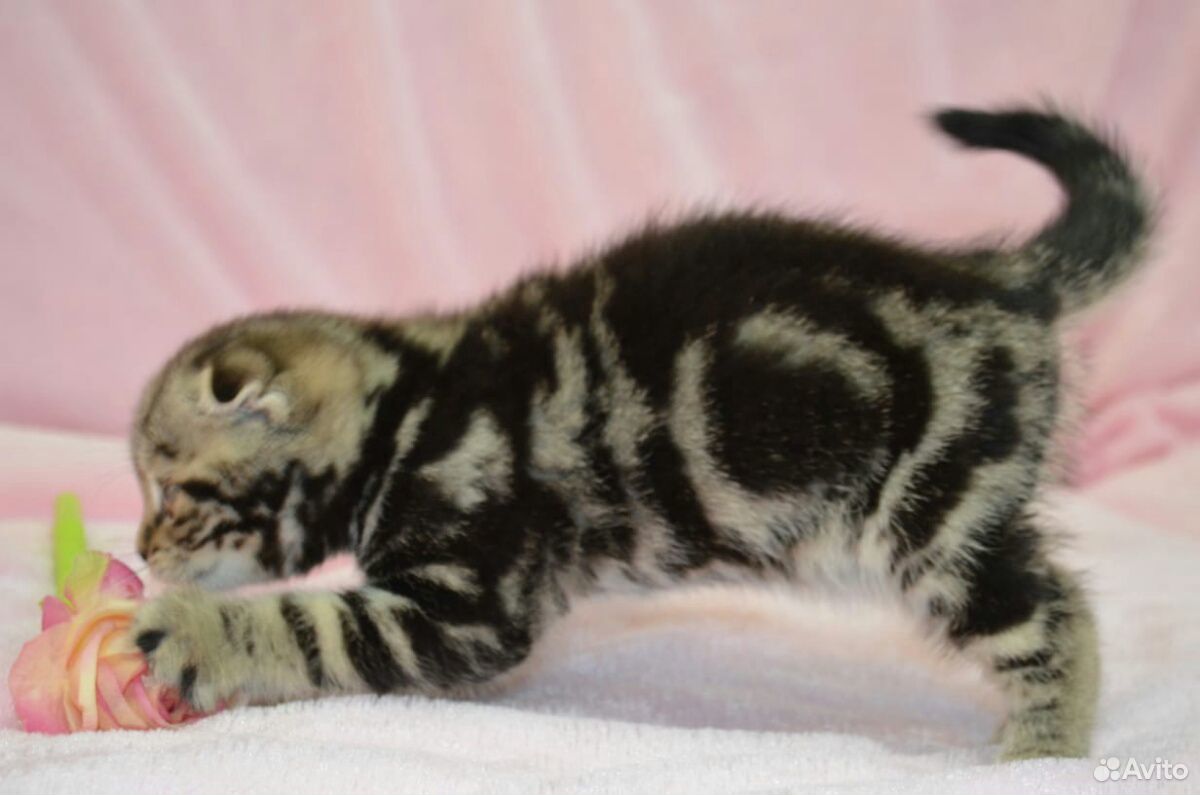 Шотландские Шикарные Котята