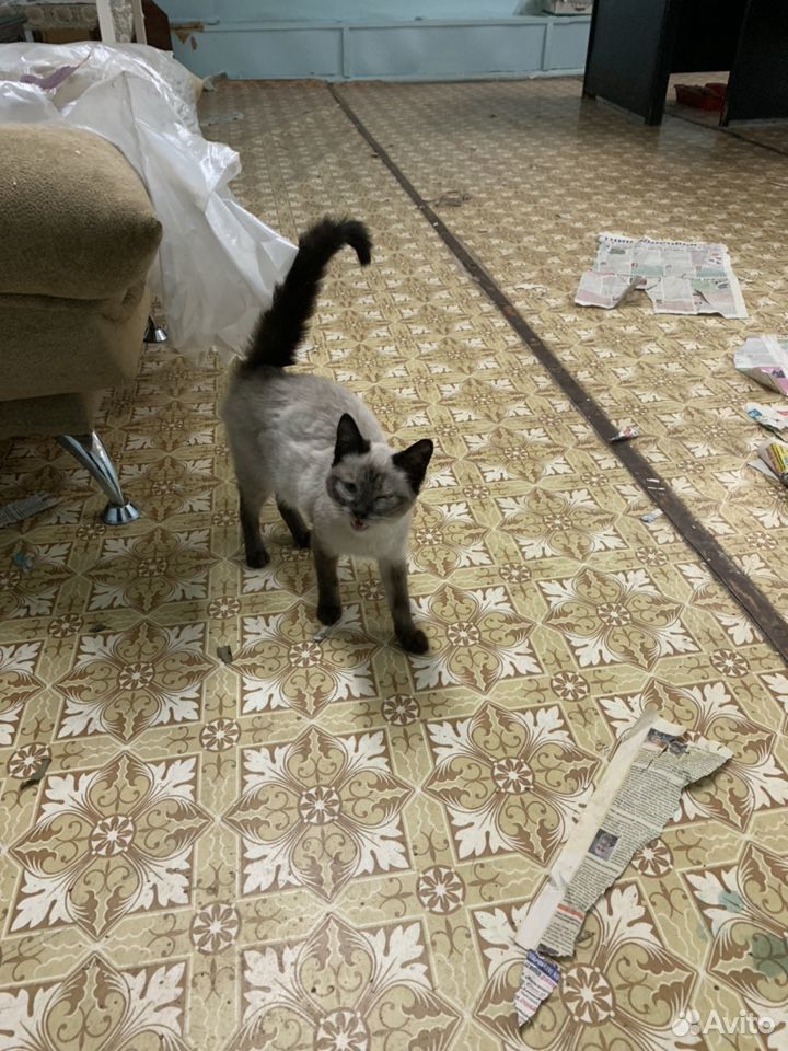Кошечка