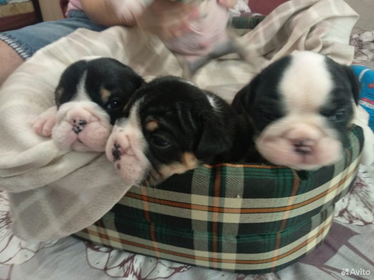 Мальчики Бульдожки